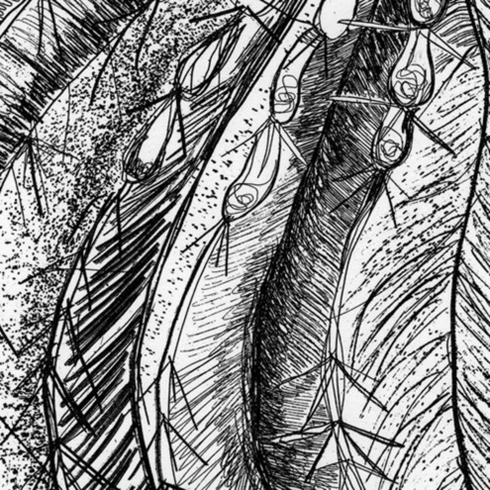 Cactus Etching Hand Pulled Original Print Limited Edition of 5 - Etsy