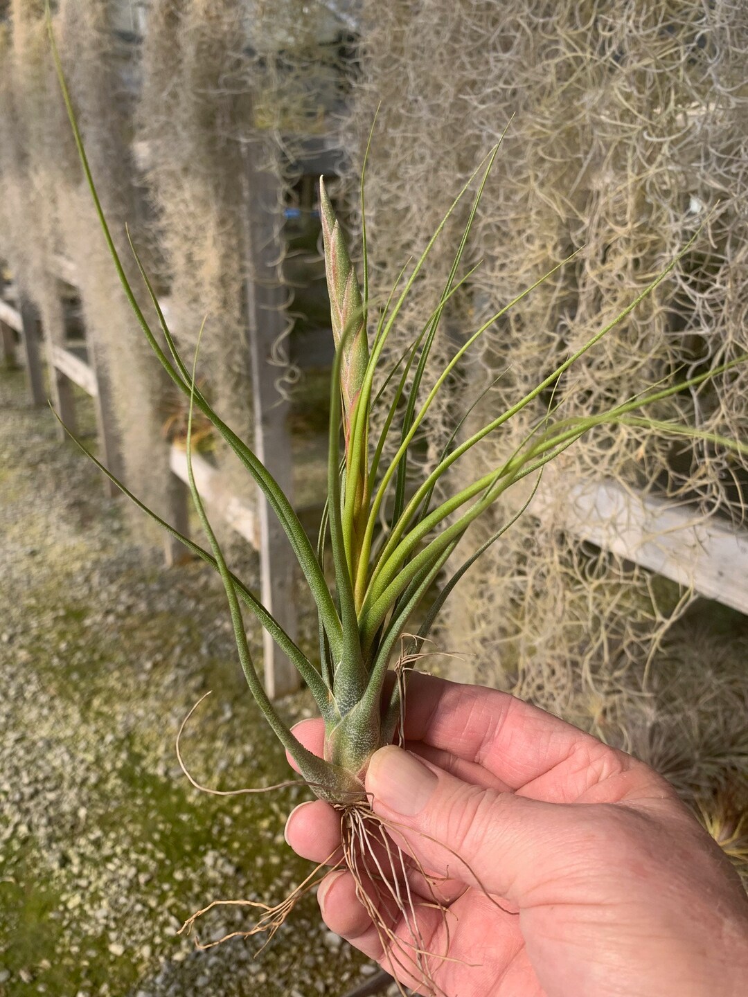 Tillandsia Butzii X Pruinosa- Single Plants - Etsy