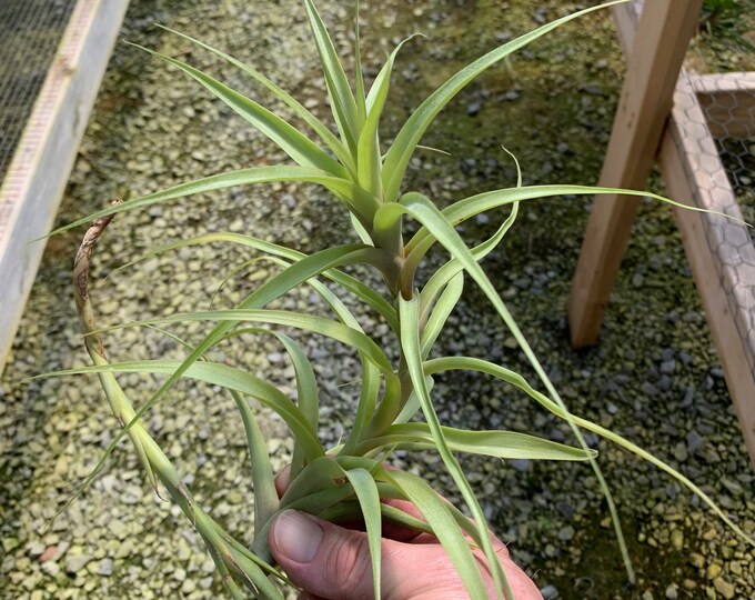 Tillandsia Latifolia- Caulescent Form- Large Plants - Etsy