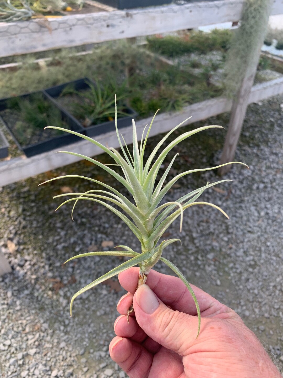 Tillandsia Purpurea X Straminea Fragrant Hybrid - Etsy