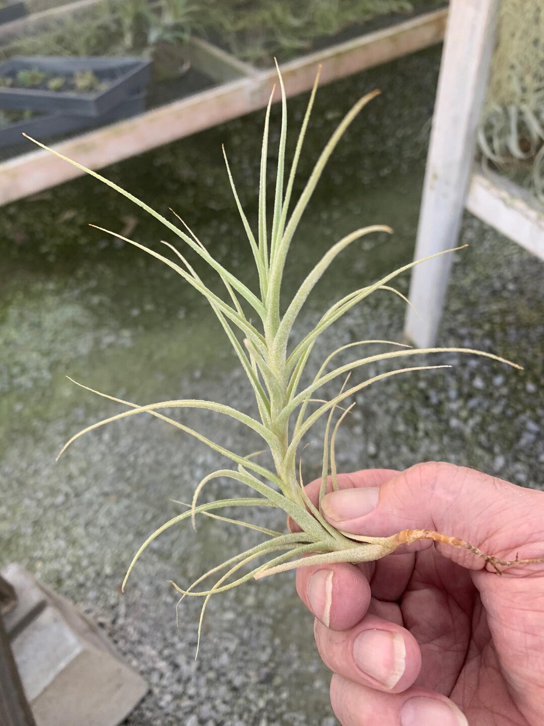 Tillandsia Macbrideana X Paleacea - Etsy