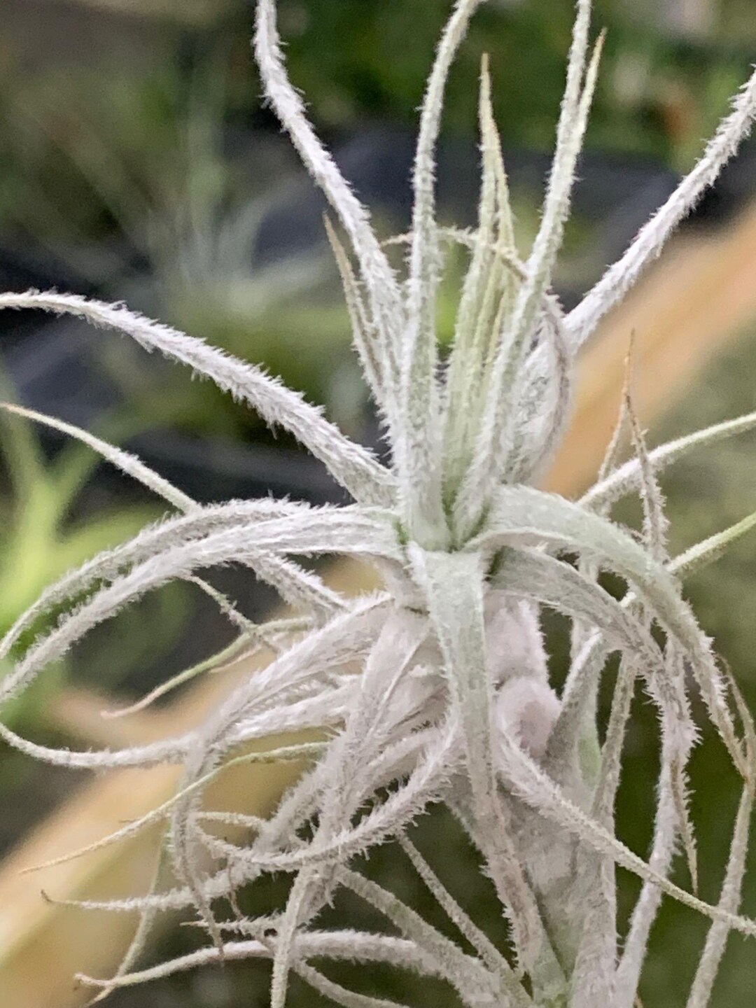 Tillandsia Stellifera - Etsy