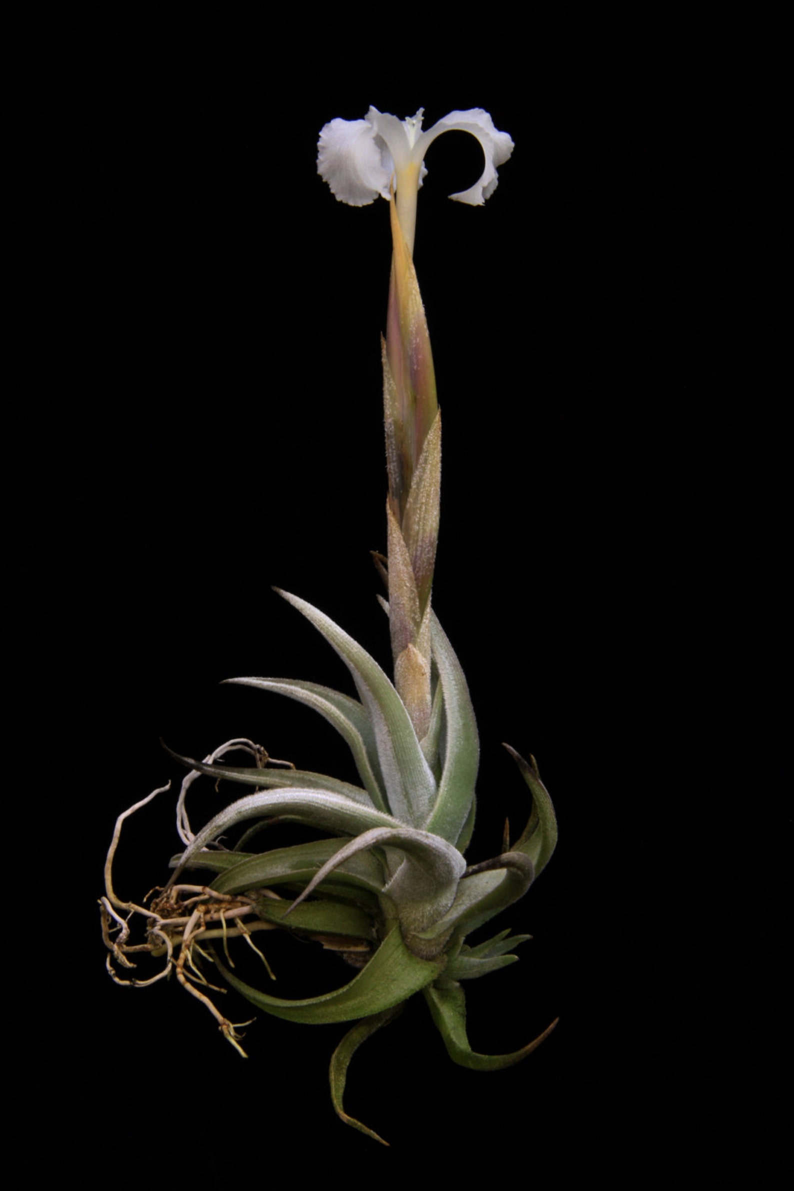 Airplant/tillandsia Xiphioides-beautiful Fragrant White - Etsy