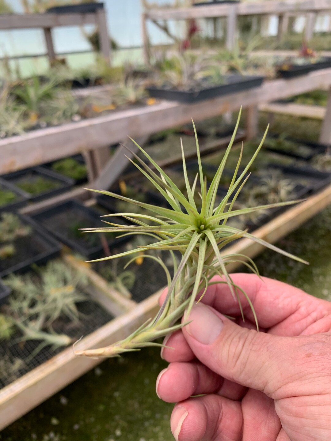 Tillandsia Araujei- Closed Form-single Plants 5-6 In. Tall - Etsy