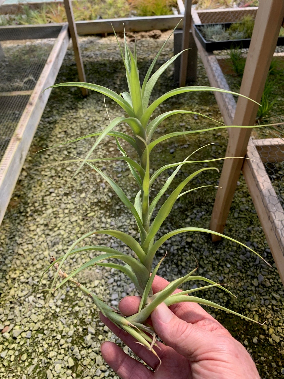 Tillandsia Latifolia Caulescent Form Large Plants - Etsy