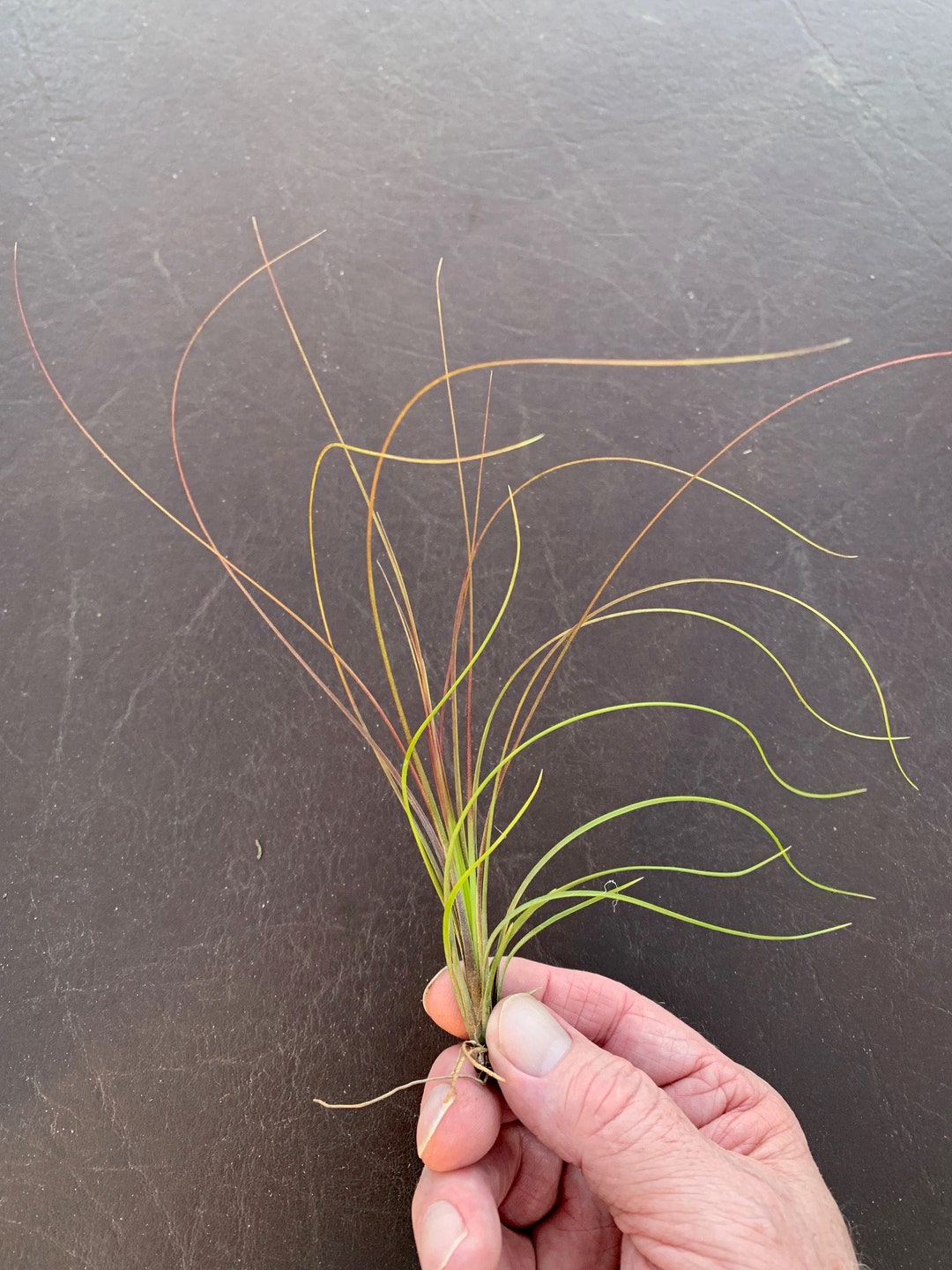 Tillandsia Setacea Single Plants - Etsy
