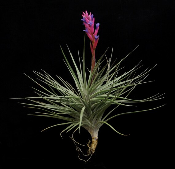Tillandsia Stricta iridescent - Etsy