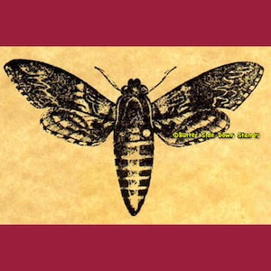 Convolvulus Hawk Moth Rubber Stamp - Etsy