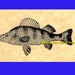 Yellow Perch Gamefish Rubber Stamp - Etsy