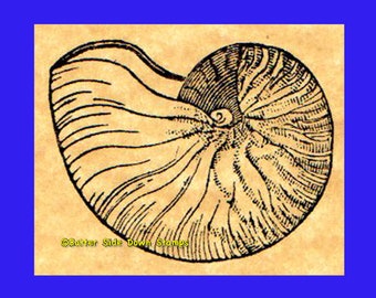 St James Cockle Seashell Rubber Stamp | Etsy