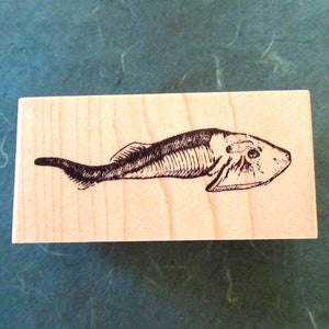 Cephalaspis Armored Fossil Fish Rubber Stamp - Etsy