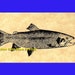 Rainbow Trout Game Fish Rubber Stamp - Etsy