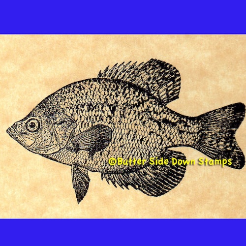 Rainbow Trout Game Fish Rubber Stamp - Etsy
