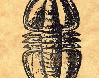 Fossil Eurypterid Rubber Stamp Set | Etsy