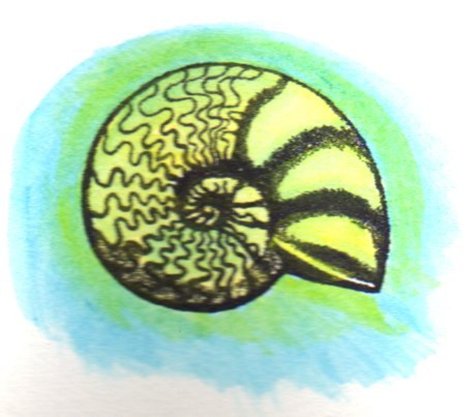Ammonite Fossil Shell Rubber Stamp (sm) - Etsy