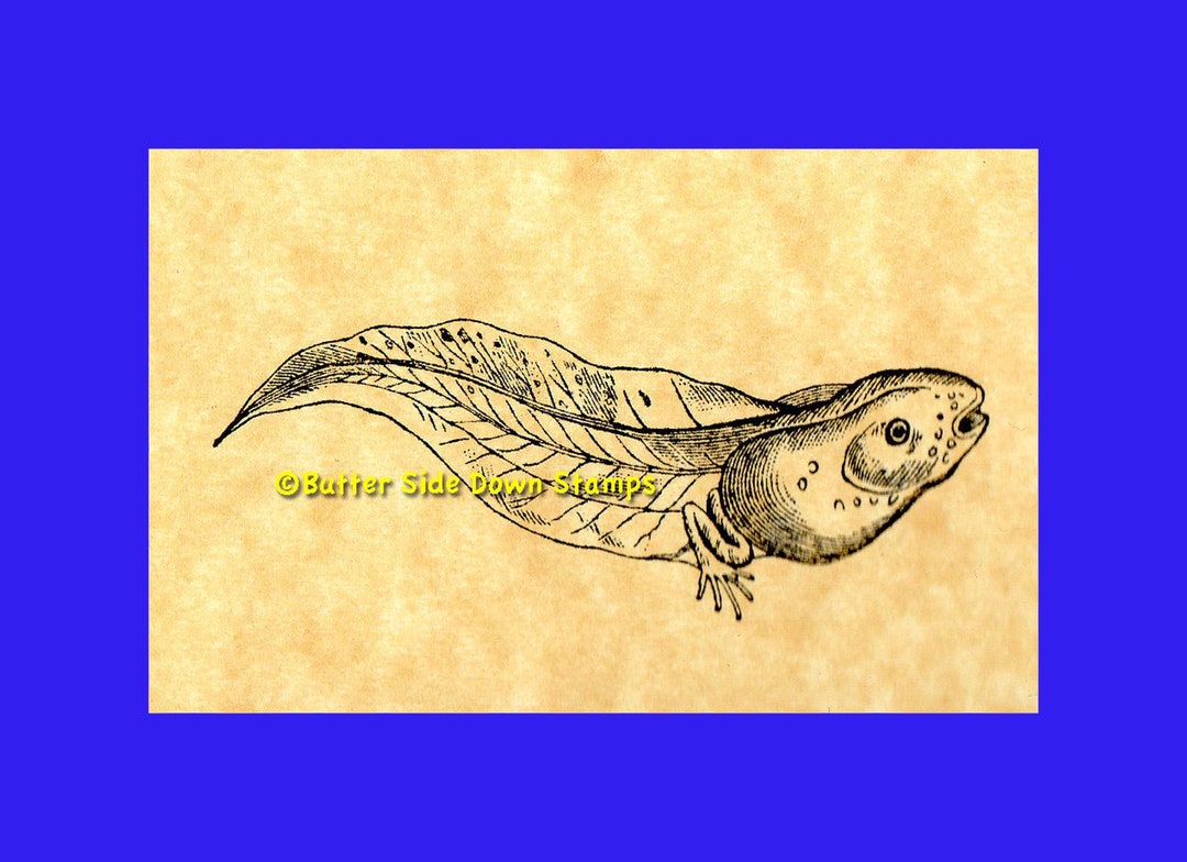 Pollywog Tadpole Rubber Stamp - Etsy