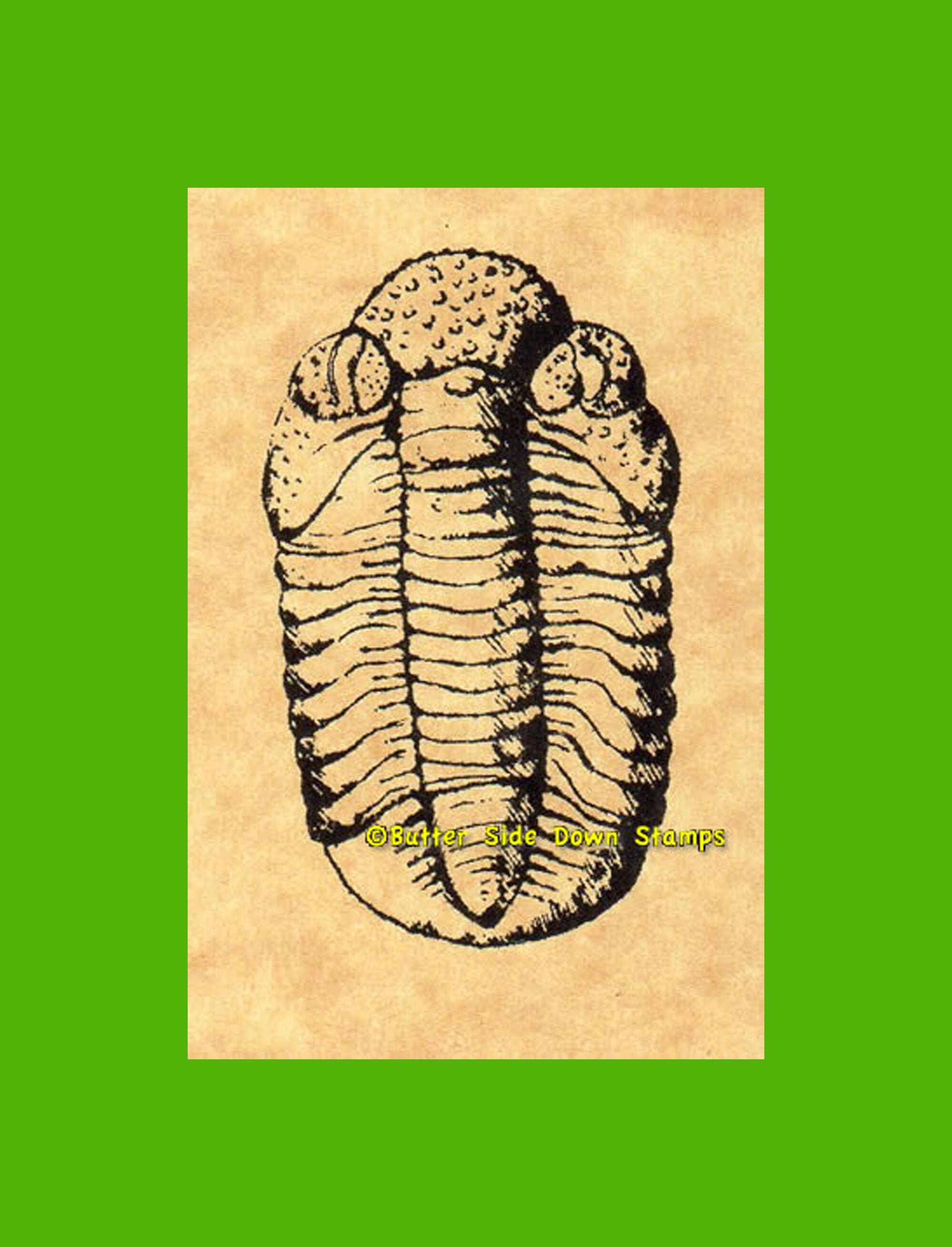 Trilobite Fossil Drawing
