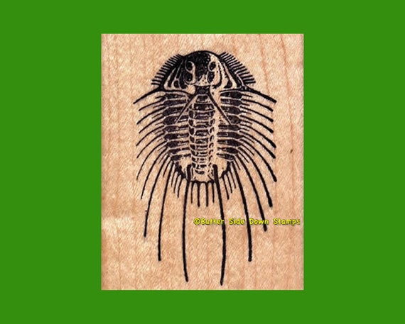 Acidaspis Fossil Trilobite Rubber Stamp - Etsy