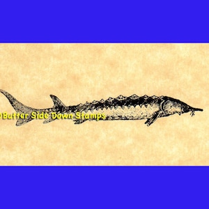 Sturgeon Fish Rubber Stamp | Etsy
