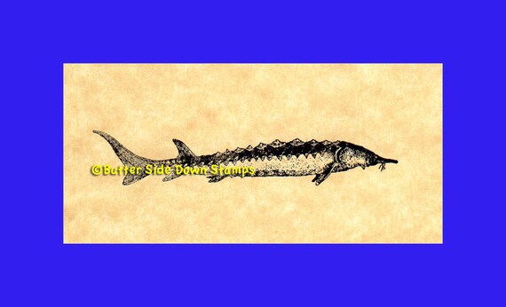 Sturgeon Fish Rubber Stamp | Etsy