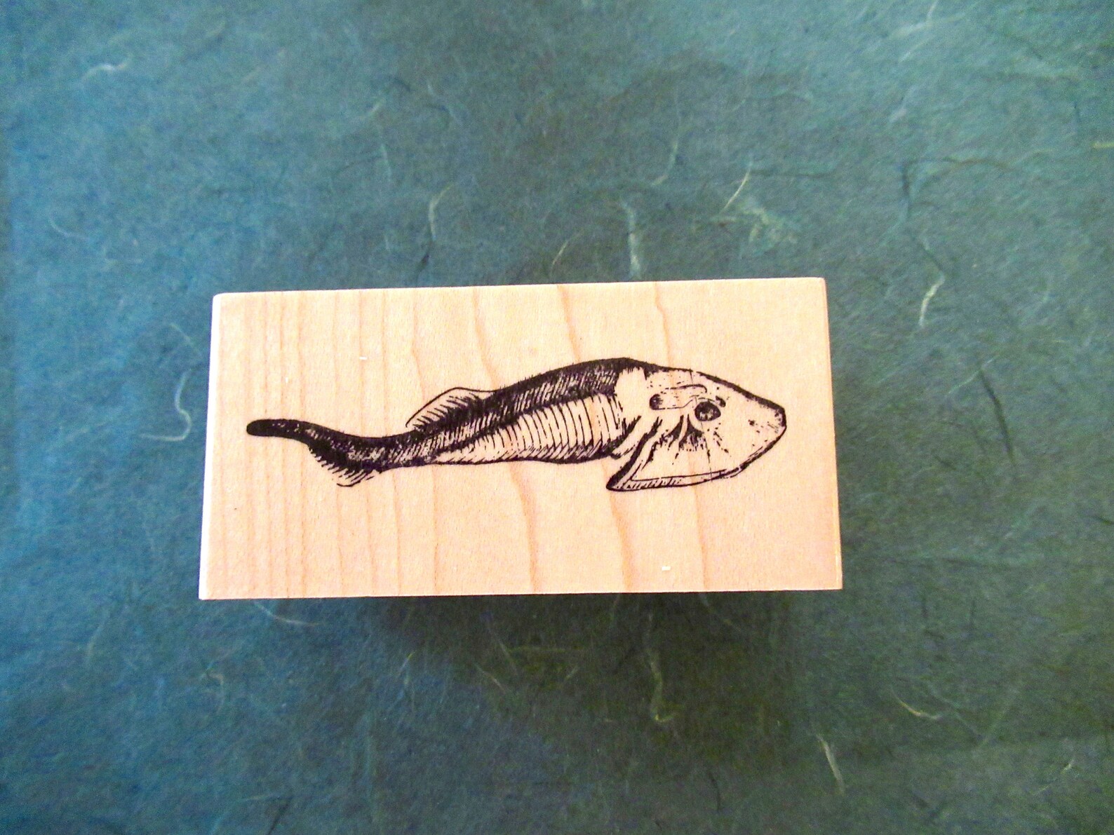Cephalaspis Armored Fossil Fish Rubber Stamp | Etsy
