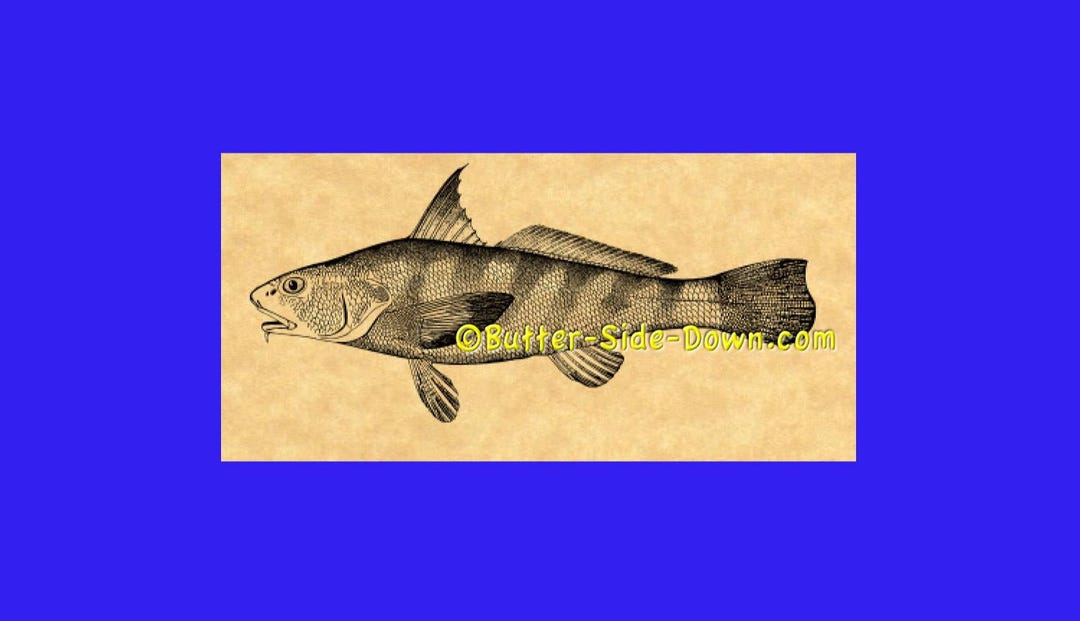 Northern Kingfish Rubber Stamp - Etsy
