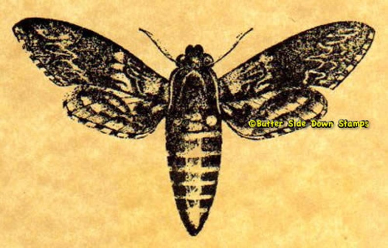 Convolvulus Hawk Moth Rubber Stamp - Etsy