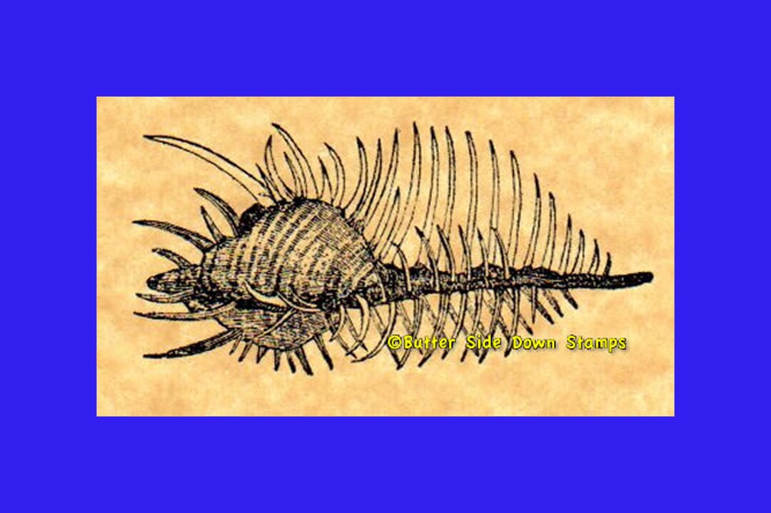 Venus Comb Murex Rubber Stamp - Etsy