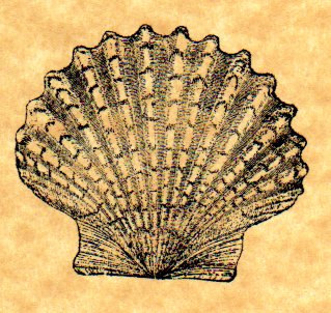 St James Cockle Seashell Rubber Stamp - Etsy