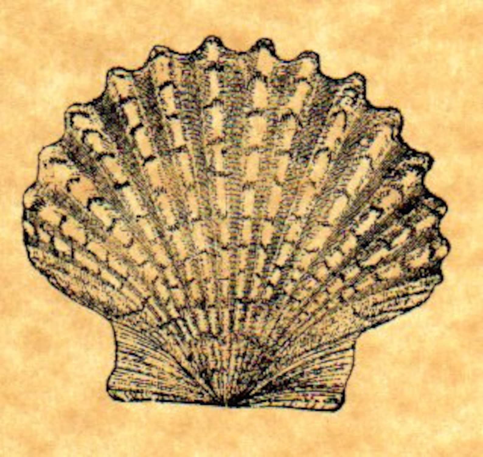 St James Cockle Seashell Rubber Stamp - Etsy