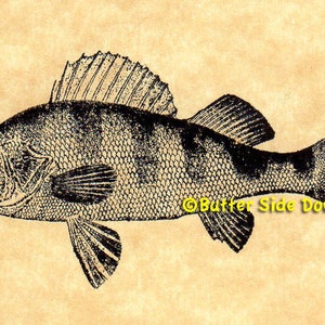 Yellow Perch Gamefish Rubber Stamp - Etsy