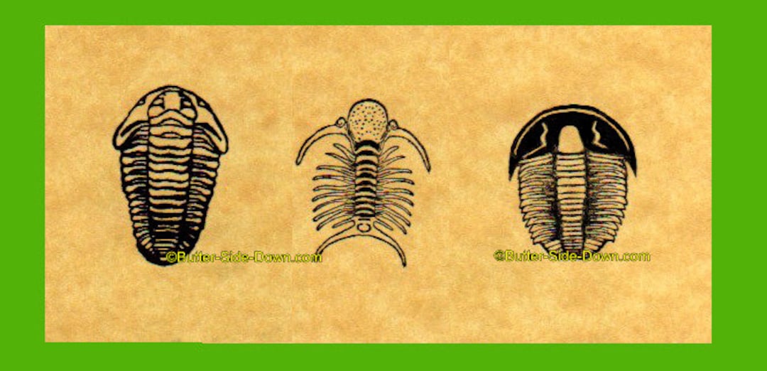 Mini Trilobite Set #2 Elrathia, Deiphon, Flexicalymene - Etsy