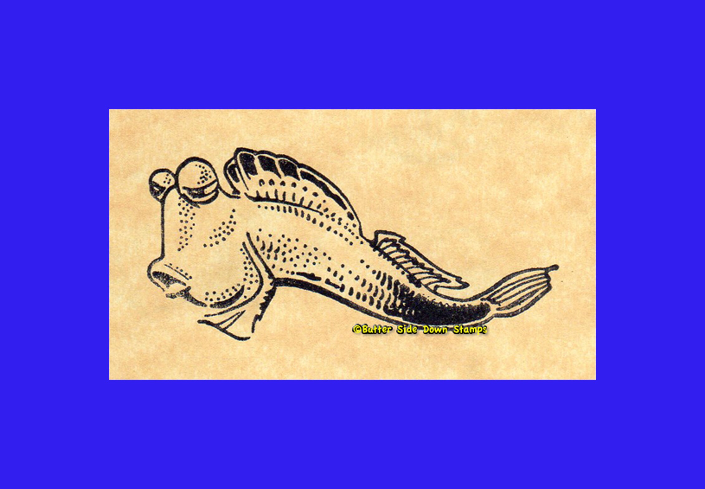 Mudskipper Fish Drawing