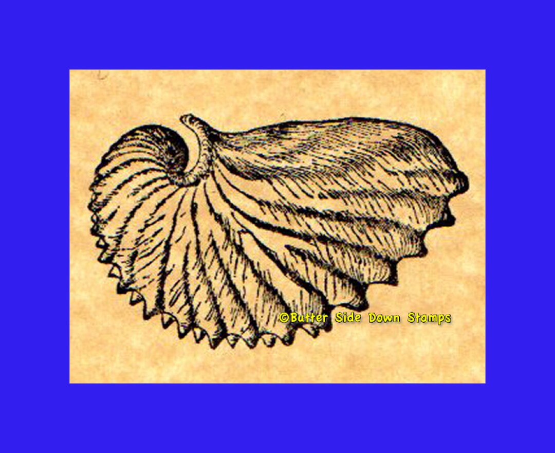 Paper Nautilus Seashell Rubber Stamp - Etsy