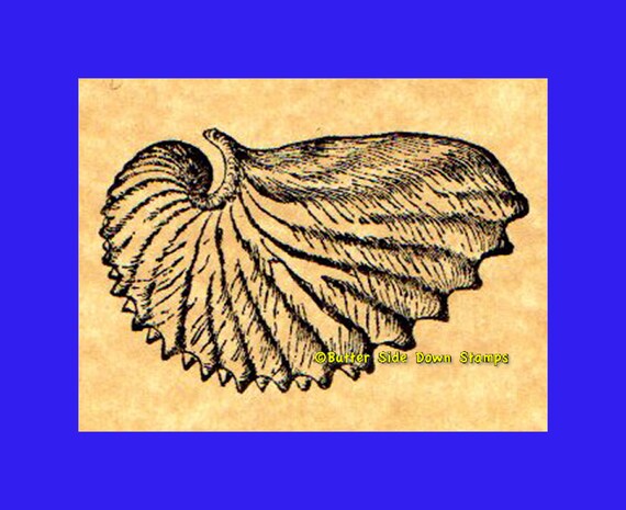 Paper Nautilus Seashell Rubber Stamp - Etsy