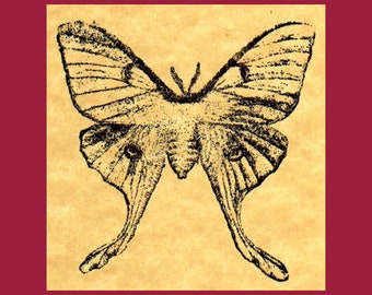 Moth Stamp | Etsy