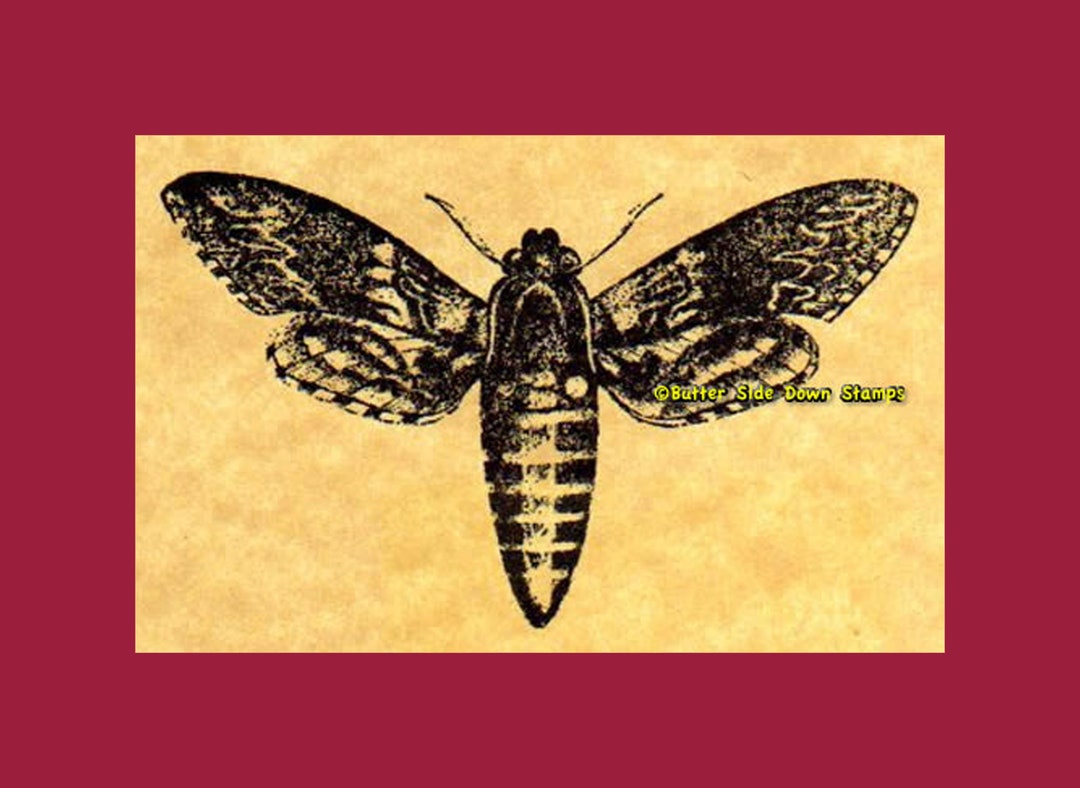 Convolvulus Hawk Moth Rubber Stamp - Etsy