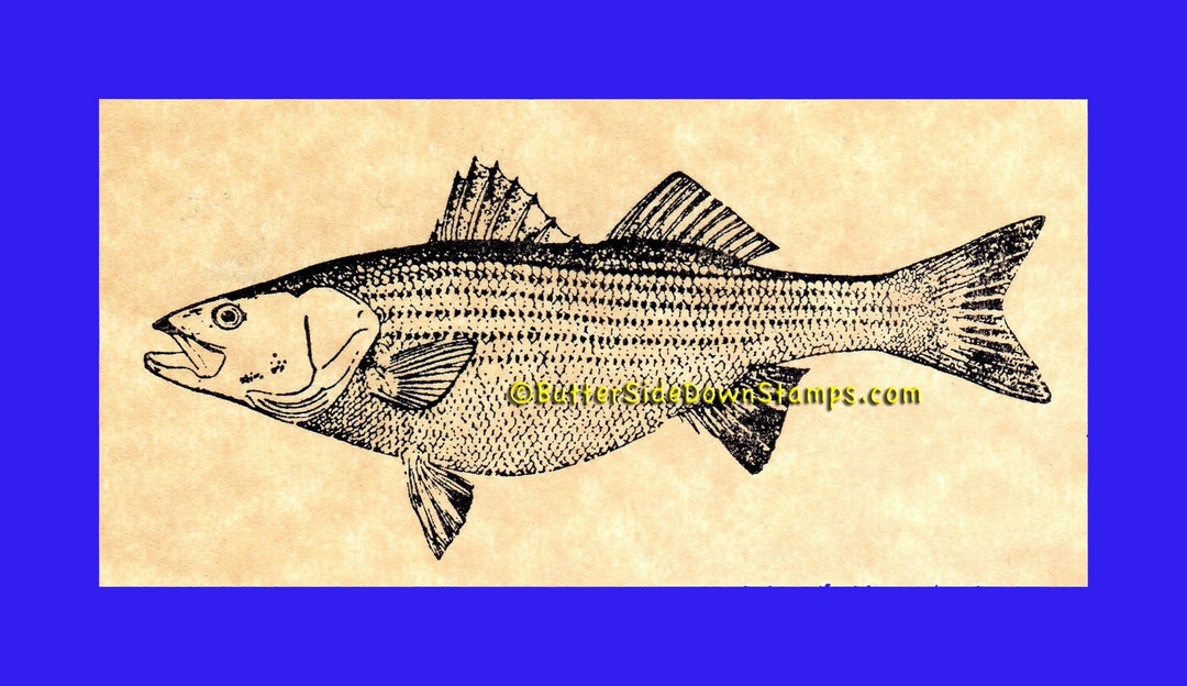 Striped Bass Game Fish Rubber Stamp - Etsy