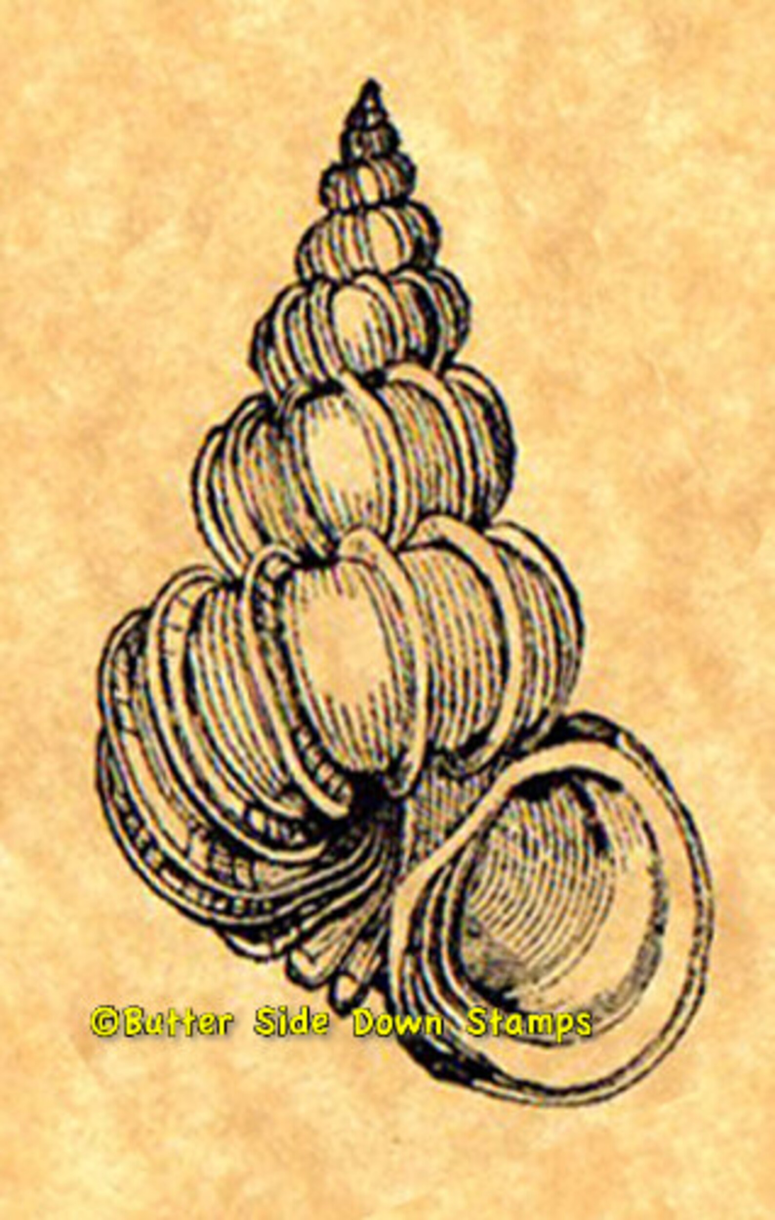 Wentletrap Shell Rubber Stamp Seashell | Etsy