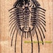 Acidaspis Fossil Trilobite Rubber Stamp - Etsy