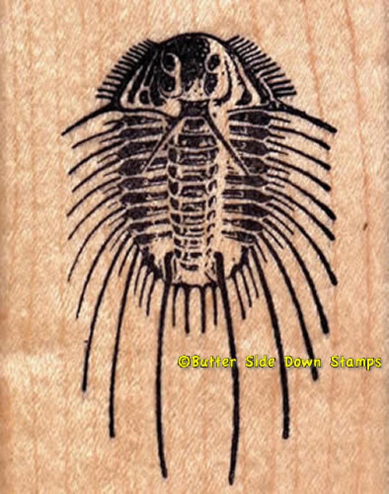 Acidaspis Fossil Trilobite Rubber Stamp - Etsy