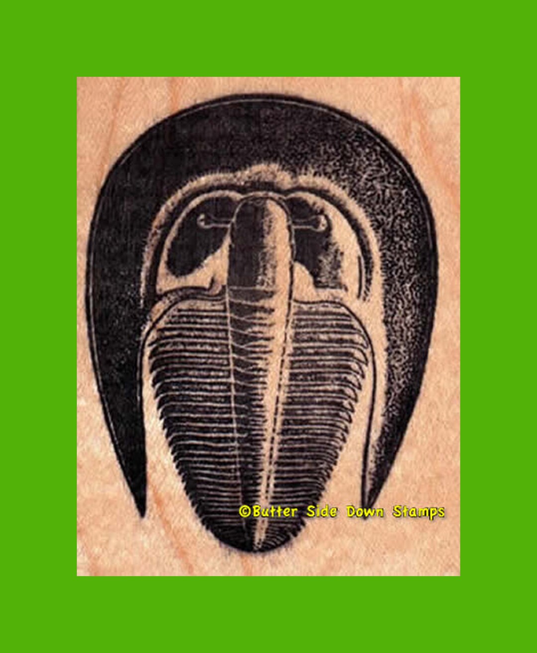 Fossil Harpes Trilobite Rubber Stamp - Etsy