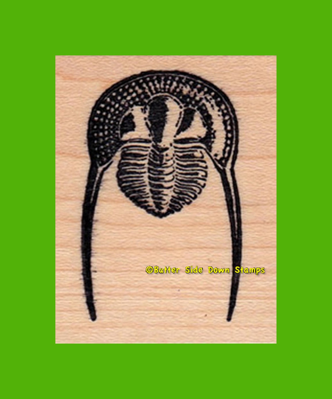 Trinucleus Fossil Trilobite Rubber Stamp - Etsy