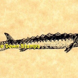 Sturgeon Fish Rubber Stamp | Etsy