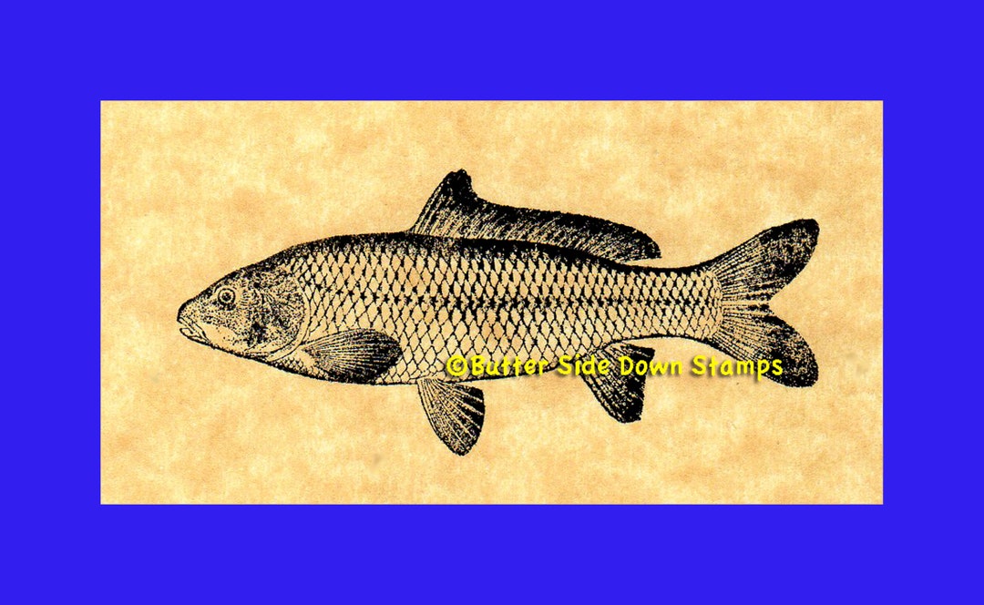 Common Carp Fish Rubber Stamp - Etsy