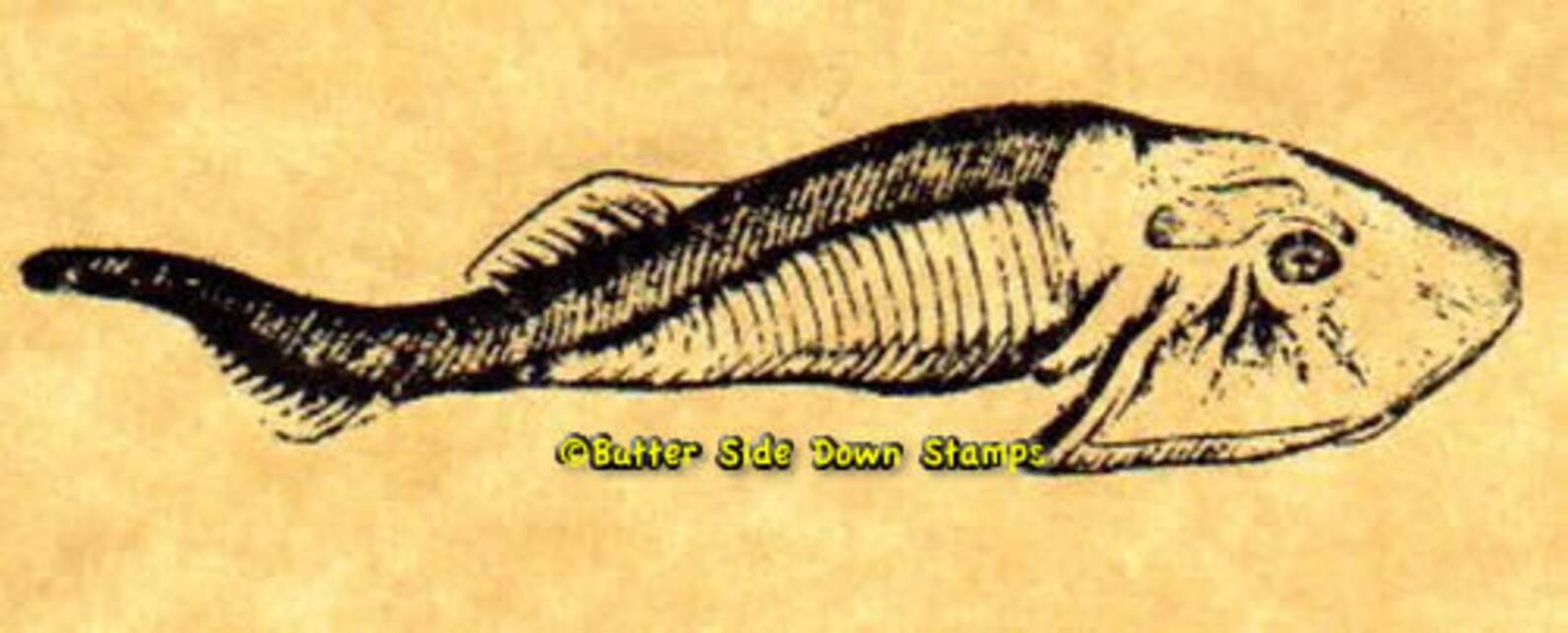 Cephalaspis Armored Fossil Fish Rubber Stamp - Etsy