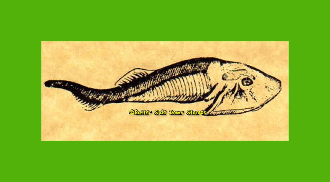 Cephalaspis Armored Fossil Fish Rubber Stamp - Etsy