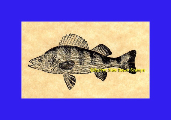 Yellow Perch Gamefish Rubber Stamp | Etsy