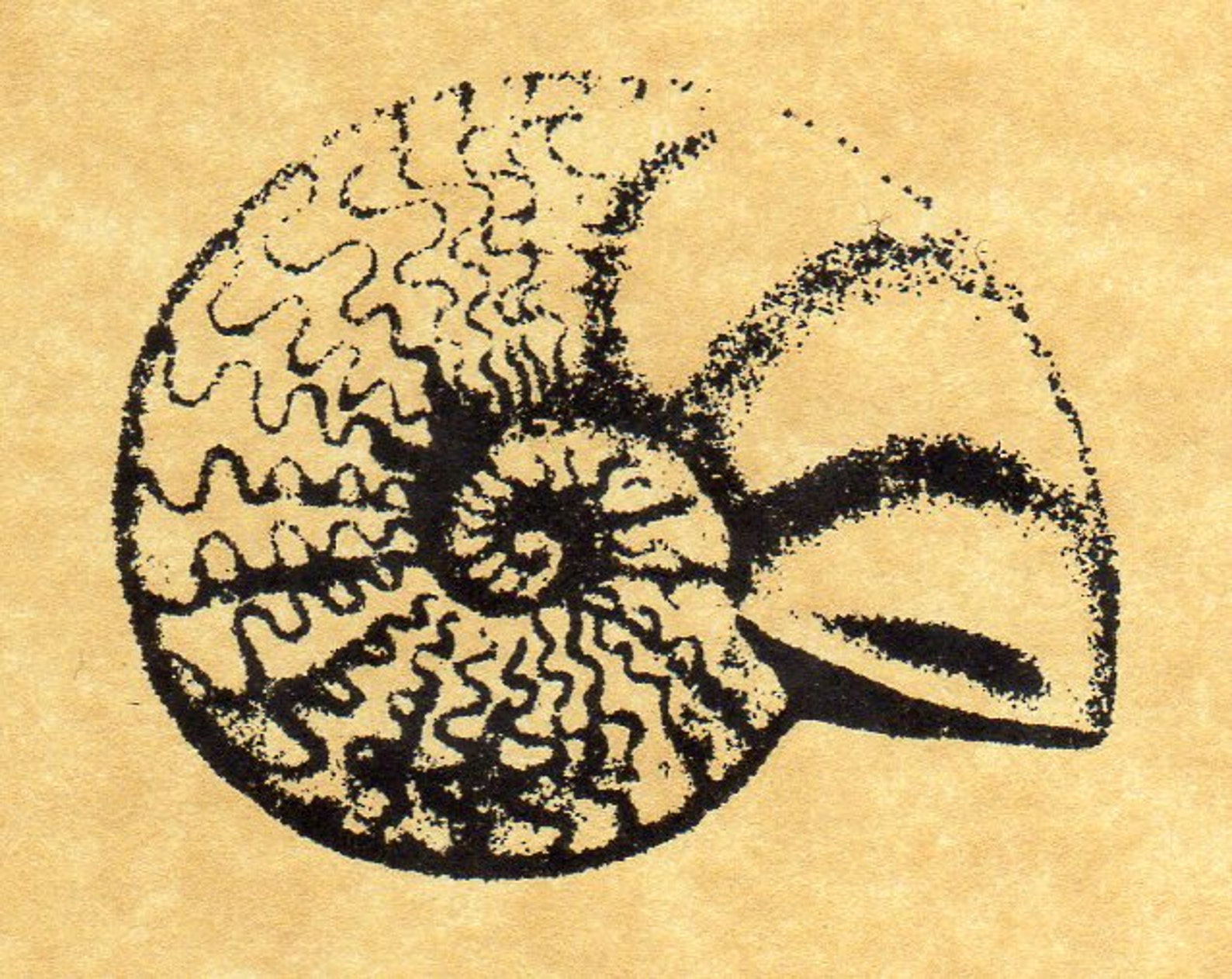 Ammonite Fossil Shell Rubber Stamp sm | Etsy