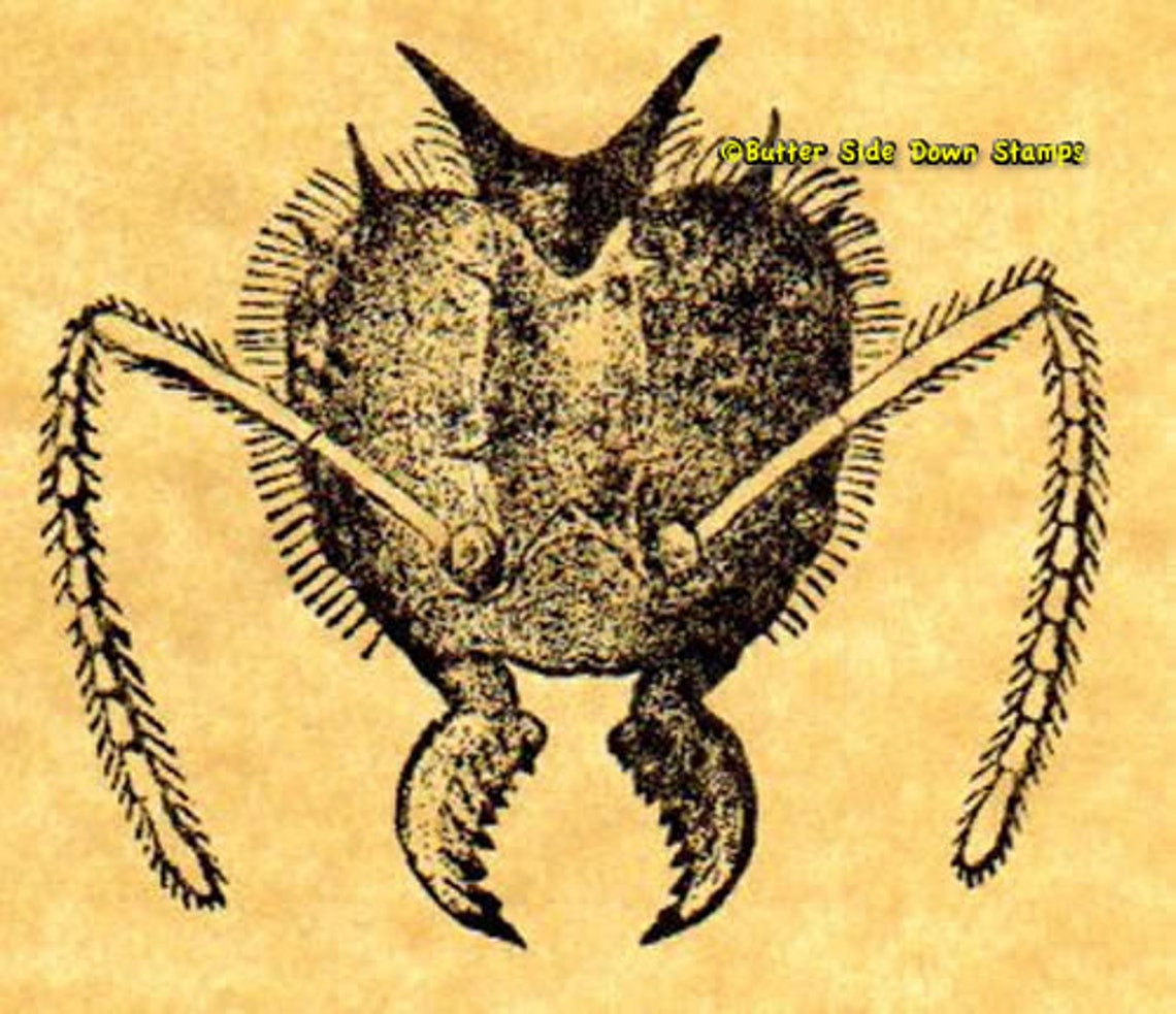 Giant Ant Head Rubber Stamp - Etsy